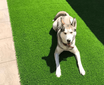 Astro turf suppliers and fitters Surrey, Berkshire, Hampshire ...